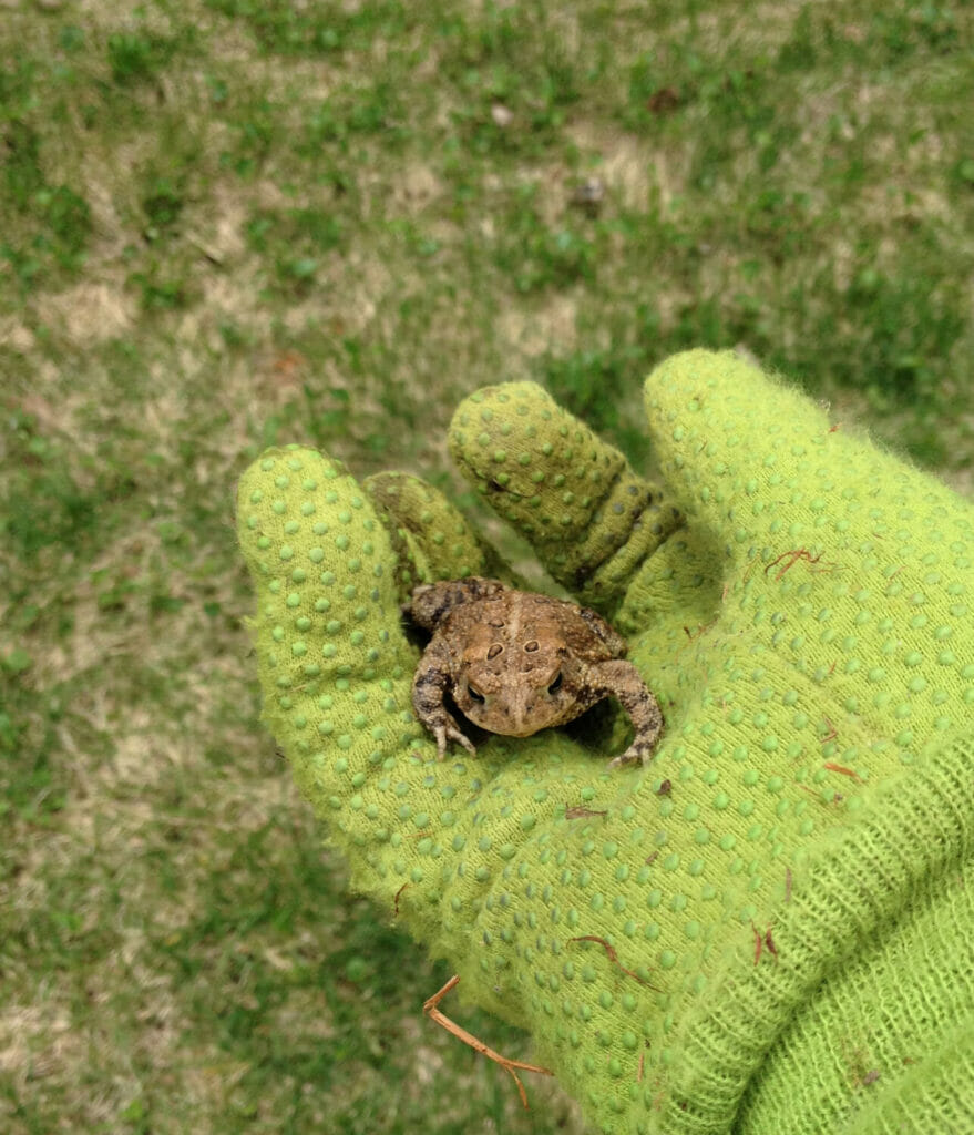 DIY Toad Houses using Clay Pots - Crafting Cheerfully
